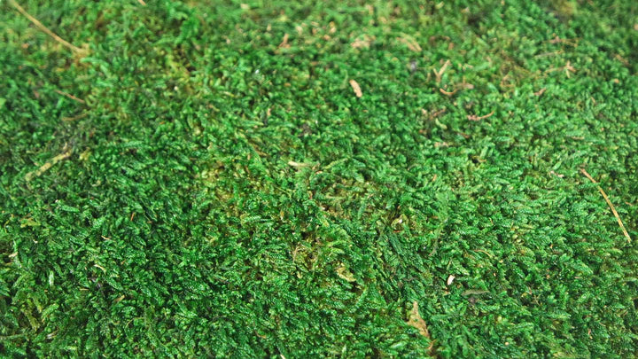 Mousse plate stabilisé Vert 500 g PRO – Ever Flore